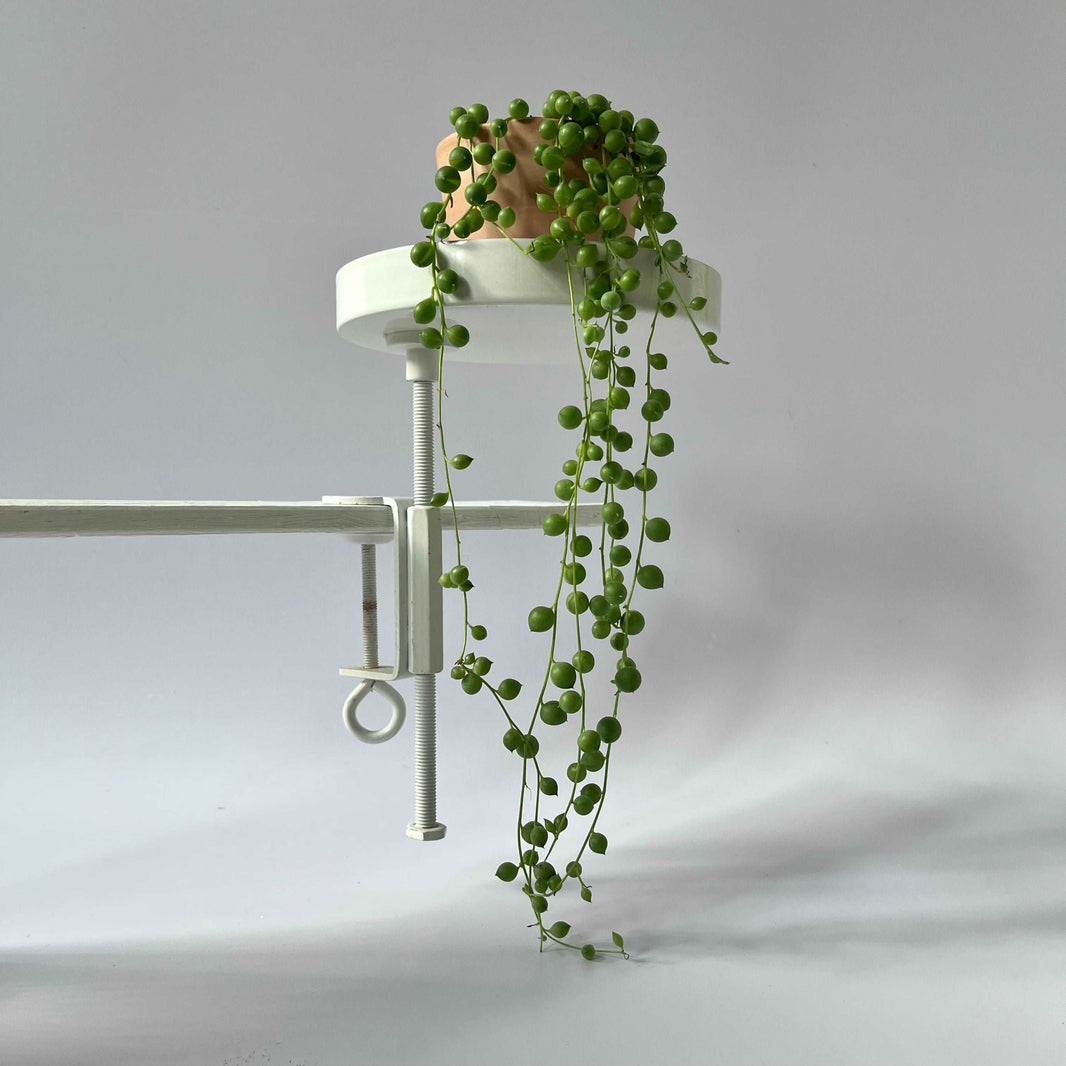 Windowsill clamp trays – Seedor